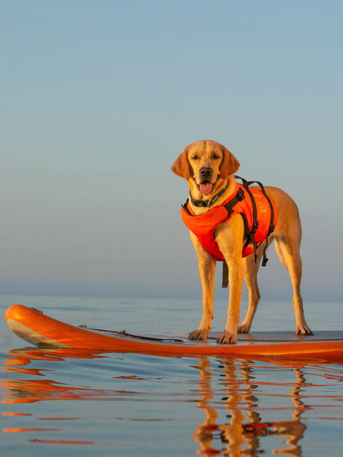 Best Paddleboards For Dogs: A Beginner’s Guide - Paddling Magazine