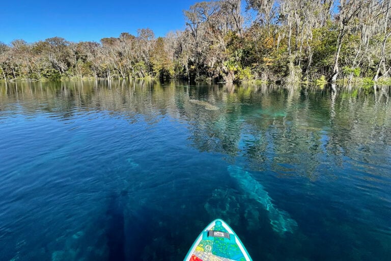 6 Best Places To Kayak With Manatees - Paddling Magazine